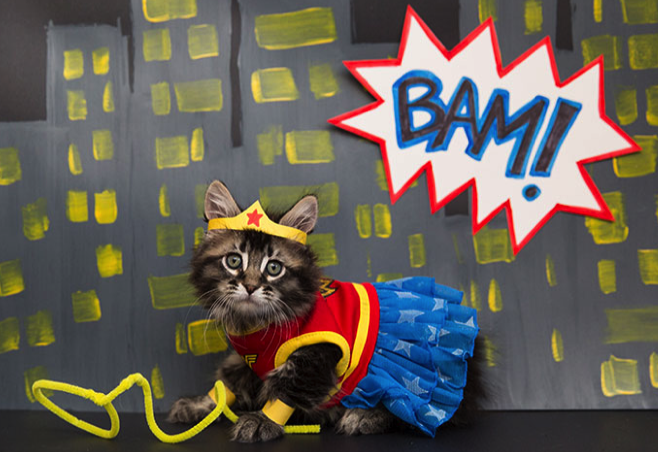 Do Cats have SuperPowers? Most Definitely!! | Alexis Cress Yoga and ...